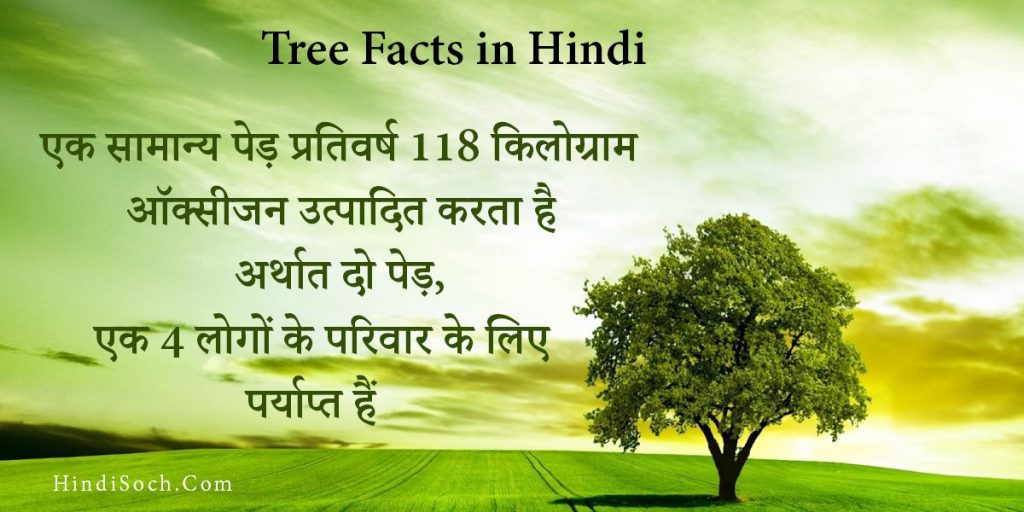 17 17 Amazing Tree Facts In Hindi 17 17 Amazing Tree Facts In Hindi